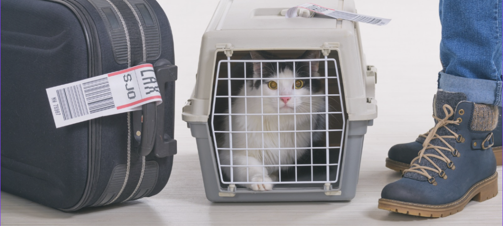 The Guide to Move to Costa Rica with Pets - LX Costa Rica